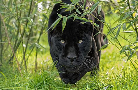 Villagers Warned To Be Vigilant After Black Panther Spotted On The