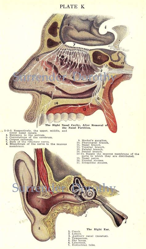Human Ear Anatomy Chart Vintage 1920s Music To The Ears Etsy Canada