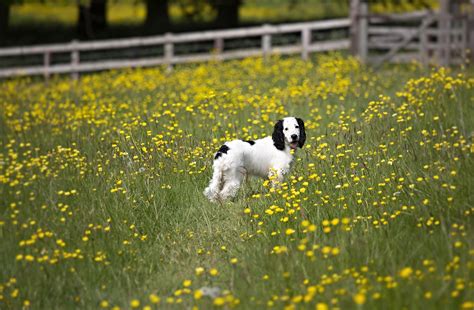 Köpek Yavrusu İspanyol Cocker Pixabayde ücretsiz Fotoğraf Pixabay
