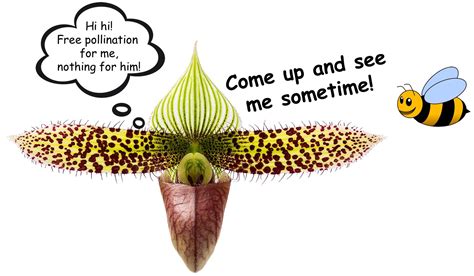 The Titillating Sex Life Of Orchids Laidback Gardener