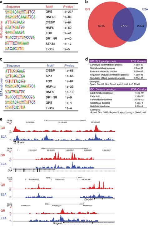 Genomic Binding Of Gr And E2a Overlaps In Mouse Liver A Bioinformatic