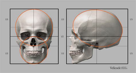 Artstation Proportions Guide Of The Human Skull Gusztav Velicsek Human Skull Drawing Skull