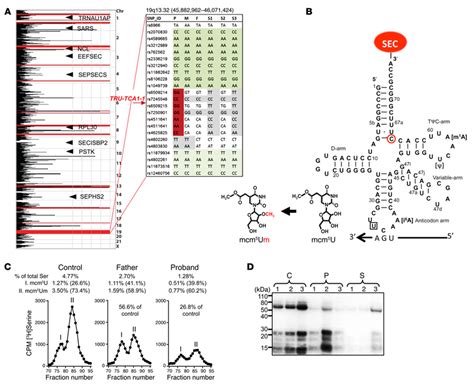 Identification Functional Analysis And Complementation Of TRNA Download Scientific Diagram