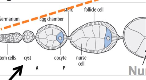 MCDB Lecture Notes Flashcards Quizlet