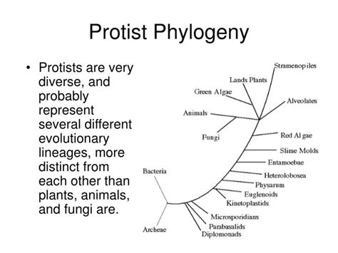 Ppt Protists Powerpoint Presentation Id4200408