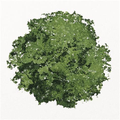Tree Png Top View Spring Premium PNG Rawpixel Trees Top View