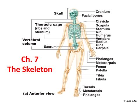 Skeletal System Anatomy Presentation