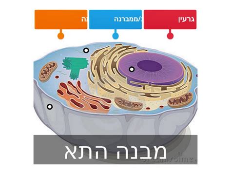 מבנה התא Labelled Diagram