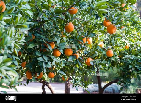 Orange Trees In Fruit Stock Photo Alamy