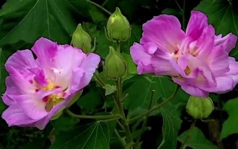 芙蓉花什么时候开花 蜜源植物 酷蜜蜂
