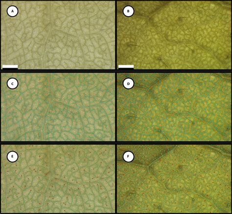 Images From The Same Brassica Rapa Leaves And Location As In Fig 1