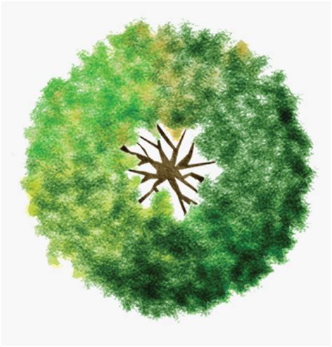 Tree Plan Drawing Png Transparent Png Transparent Png Image PNGitem