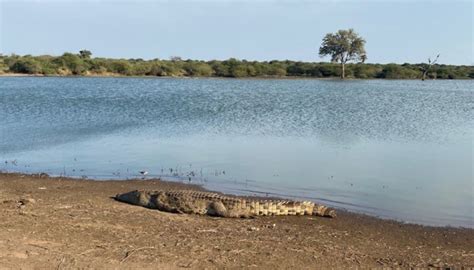Gilo River Crocodiles