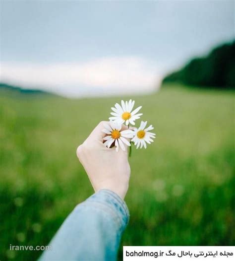 پروف زیبای دخترانه ️ بهترین تصاویر Ромашки Идеи для фото
