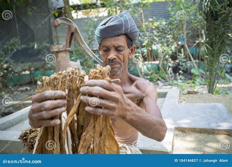 An Old Man Tobacco Worker Processing Bunch Of Tobaccos In Dhaka