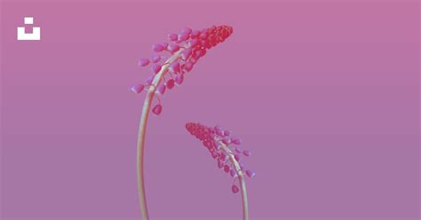 보라색과 분홍색 배경에 분홍색과 파란색 꽃 사진 Unsplash의 무료 꽃 이미지