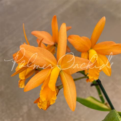 Ctt Candy Corn — Palmer Orchids