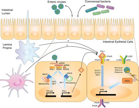Frontiers Interferon Lambda A Potent Regulator Of Intestinal Viral Infections