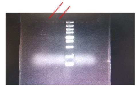 Team Sustc Shenzhen Notebook Timeline Json