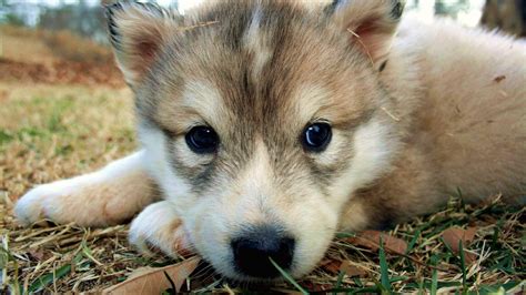 🔥 [40 ] Wolf Cub Wallpapers For Computer Wallpapersafari