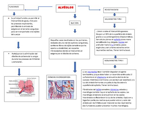 Alveolos Funciones De Los Alvéolos Funciones Su Principal Es