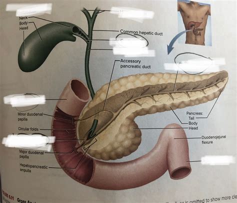 Anatomy Of Gallbladder Pancreas And Bile Passages Diagram Quizlet