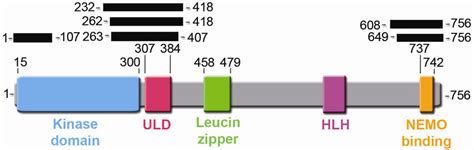 17 Soluble Expression Constructs Identified By Bidirectional
