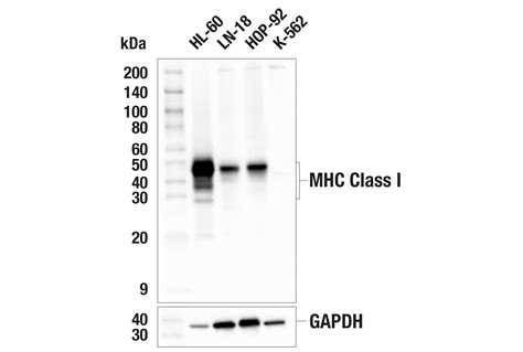 Mhc Class I Emr8 5 Mouse Mab Bsa And Azide Free Cell Signaling Technology