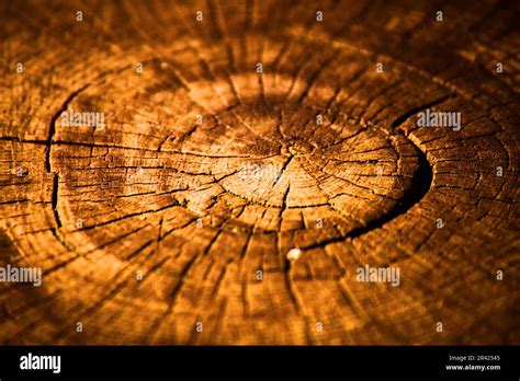 Detailed Age Rings In Old Severed Tree Stump With Golden Hue Over