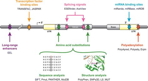 Functional Categories Of Single Base Mutations