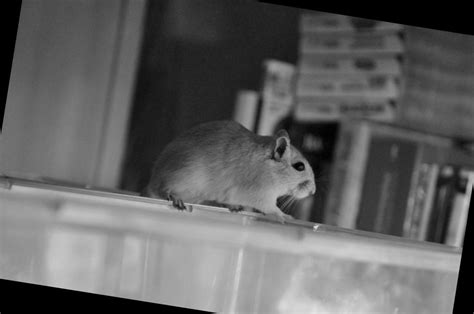 Rfmodel Night Day Object Detection Dataset And Pre Trained Model By Julian Weinberger