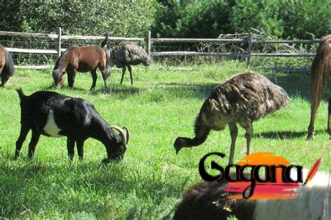 සතුන්ටත් රක්ෂණයක් ගගන