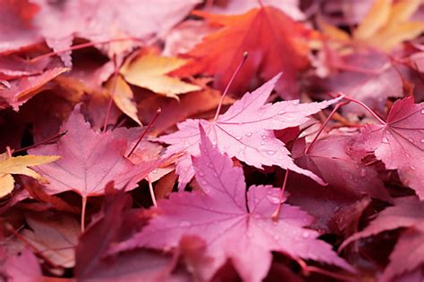 검정색 배경은 많은 잎과 붉은 햇빛을 보여줍니다 단풍 단풍이 펄럭이다 고화질 사진 사진 갈색 배경 일러스트 및 사진 무료 다운로드 Pngtree