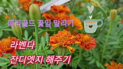 메리골드 꽃잎 말리기🌼 Youtube