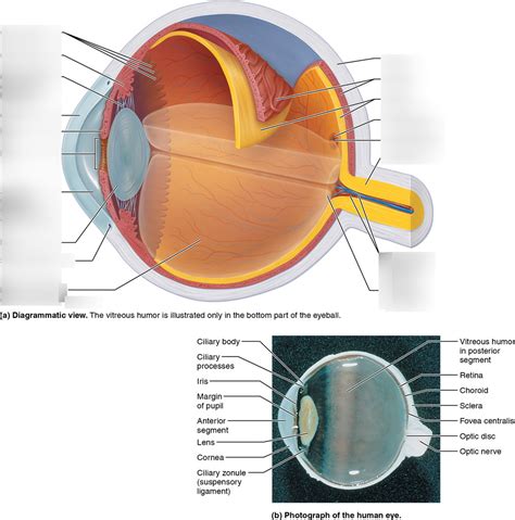 Eye Sagittal Diagram Diagram Quizlet