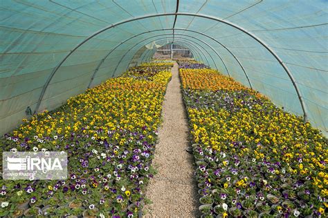 گلخانه‌های مقیاس کوچک فرصت اشتغال و درآمد در روستاهای مازندران ایرنا