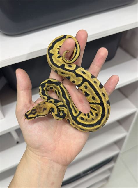 Python Project Ph Last One 🍌 Pythonprojectph Facebook