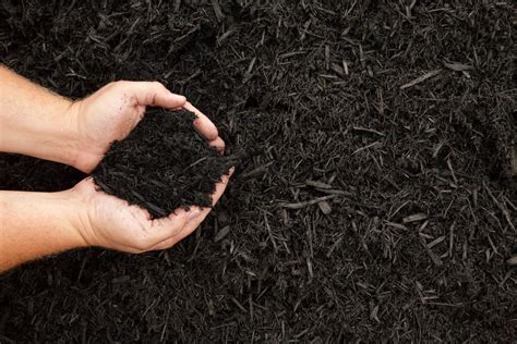 Types Of Mulch And Which One To Use Gecko Green