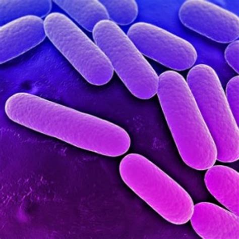 Klebsiella Antibiotic Coverage