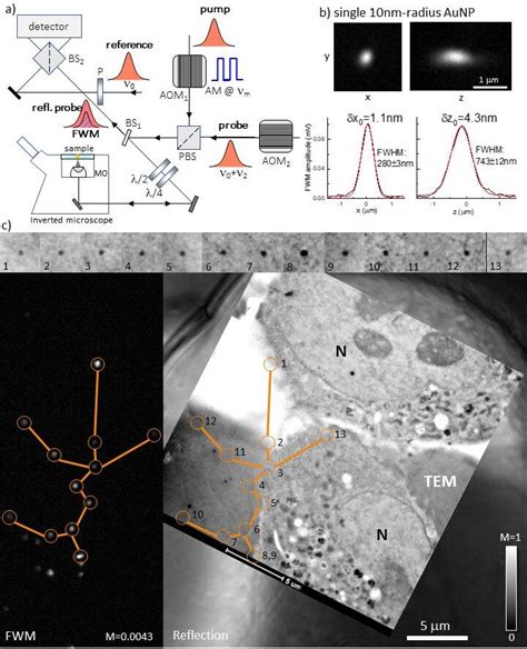 Yongqiang Chen Ph D On Linkedin Correlative Light Electron Microscopy Using Gold Nanoparticles