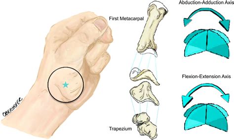 Anatomy Of Thumb Joints 4 Wrist And Hand Joints
