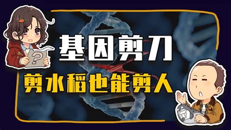 【睡前消息891】基因剪刀 剪水稻也能剪人 马督工 马督工 哔哩哔哩视频
