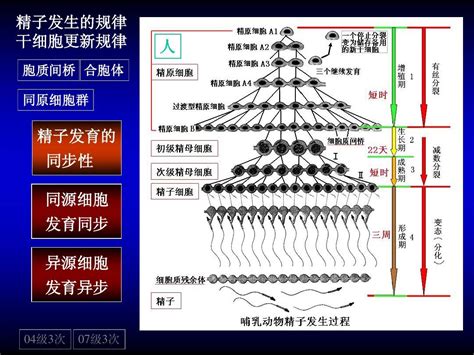02 精子发生 Word文档在线阅读与下载 无忧文档