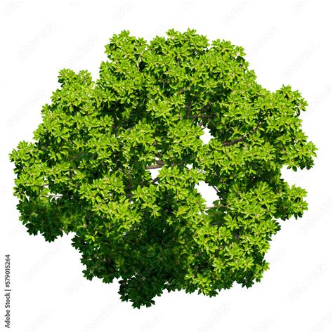 Tree Top View Isolated On White Png Stock Illustration Adobe Stock