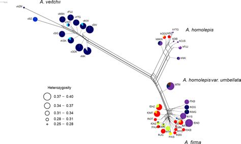 A Population Network Based On Pair Wise F St Values Between Populations