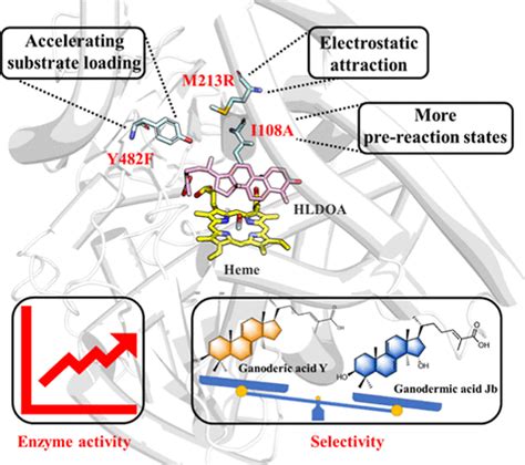 Rational Engineering Of A Membrane Anchored Promiscuous Cytochrome P450 For The Efficient