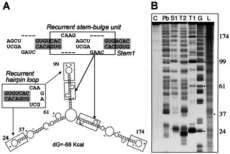 Enzymatic And Chemical Probing Of TBE RNA Structure A A Secondary Download Scientific