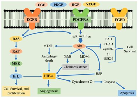 Schematic Representation Of Tyrosine Kinase Receptor Activation And The Download Scientific