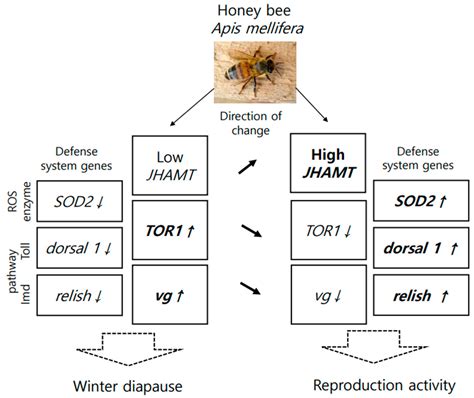 The Effects Of Artificial Diets On The Expression Of Molecular Marker Genes Related To Honey Bee