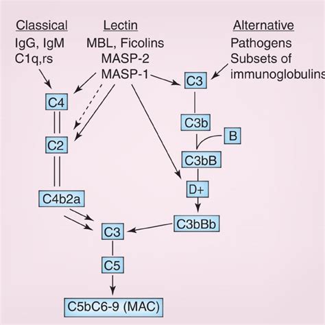 Simplified Overview Of Complement Pathways Depicting Essential Components Download Scientific